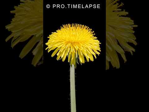 Yellow Dandelion Flower Blooming Time Lapse #shorts