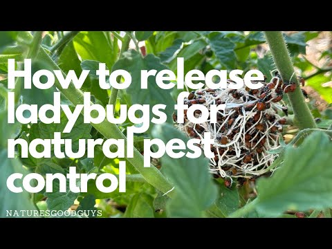The ultimate garden pest control hack: ladybugs!