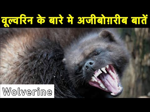 वूल्वरिन जानवर के बारे में 22 रोचक तथ्य || Interesting facts about wolverine in hindi #knockknock