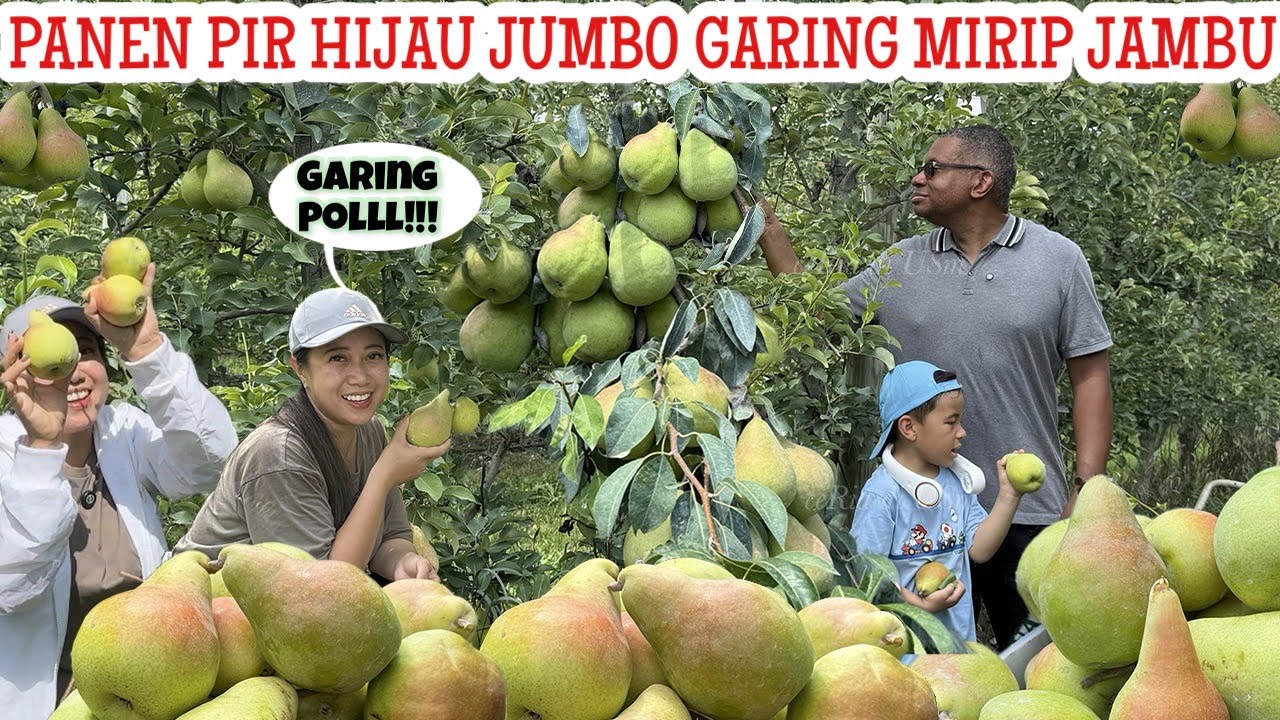 GAK BISA BERHENTI PANEN BUAH KESUKAAN KITA 🍐| PANEN BUAH PIR JUMBO MIRIP JAMBU BIJI RENYAH BANGETT!!