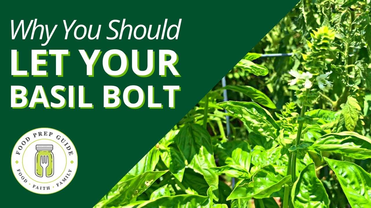 Why You Should LET Your Basil BOLT