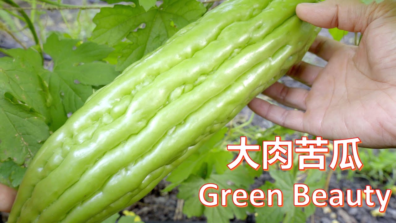 Meaty bittermelon Green Beauty @ Asian Garden 2 Table