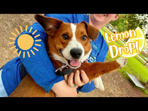 Dog for adoption - Lemon Drop Is the itty bitty wigglebutt who loves ...
