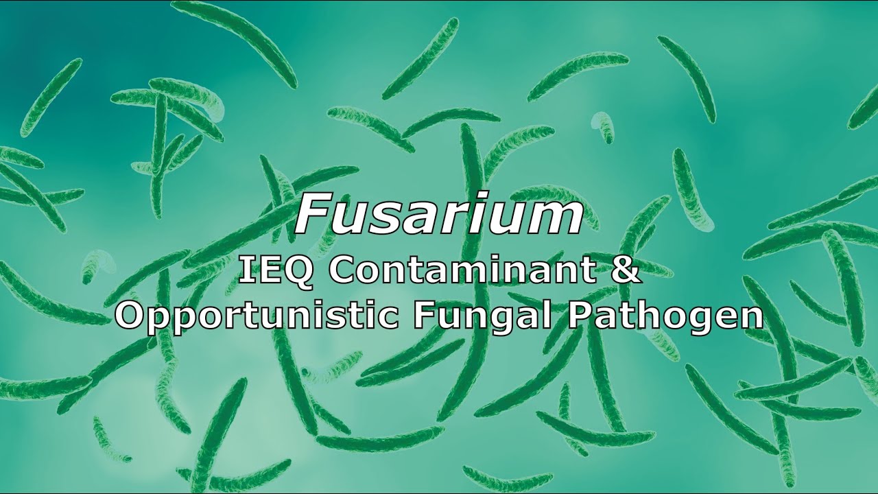 Fusarium - IEQ Contaminant and Opportunistic Pathogen