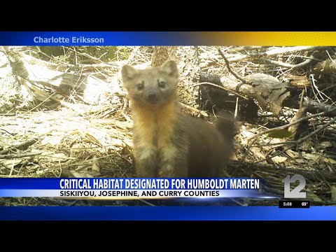 Critical habitat designated for Humboldt Martens