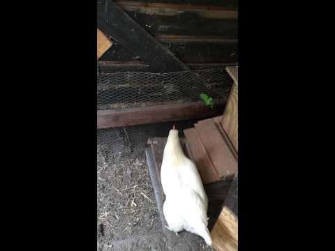 Chicken feeder ad libitum