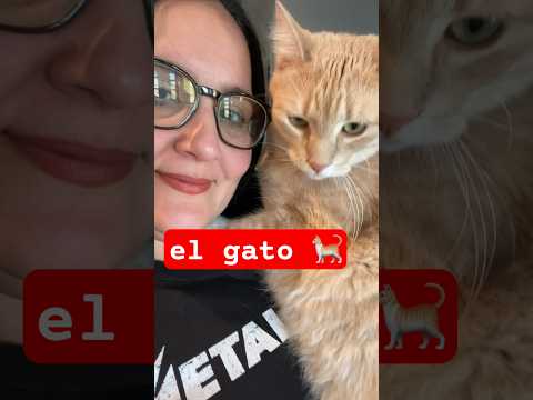 Learn Spanish! el gato π (cat) #spanishforbeginners #cats #gatos #easyspanish #spanish