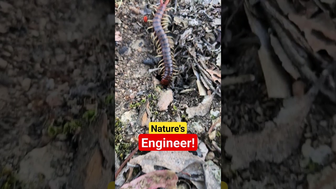 Centipede's Burrowing Skills #centipede #shorts #arthropoda #invertebrates