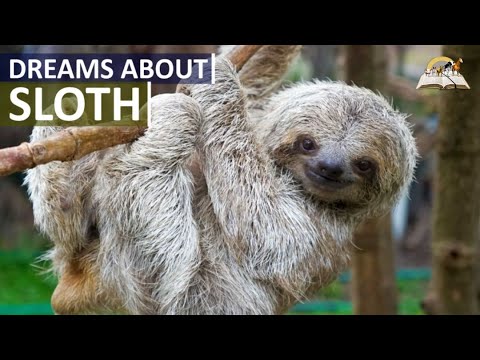 Dreams About SLOTH Animal - Find Out The Biblical and Spiritual Meaning