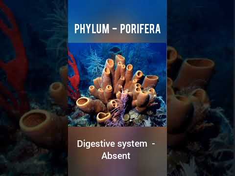 Phylum Porifera|Biology #shorts #viral #viral shorts