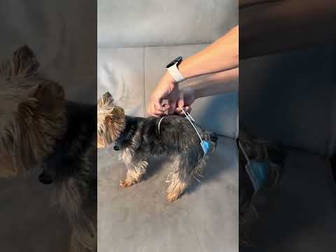DIY Doggie Diaper #shorts #yorkie #mask #diaper #furbaby