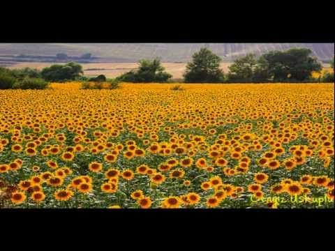 Download Royalty Free Music-SAMPLE 7