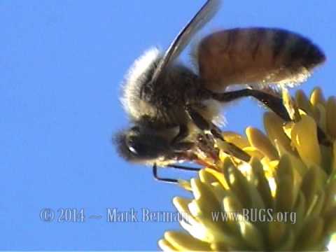 Honeybees (Apis mellifera) pollinating