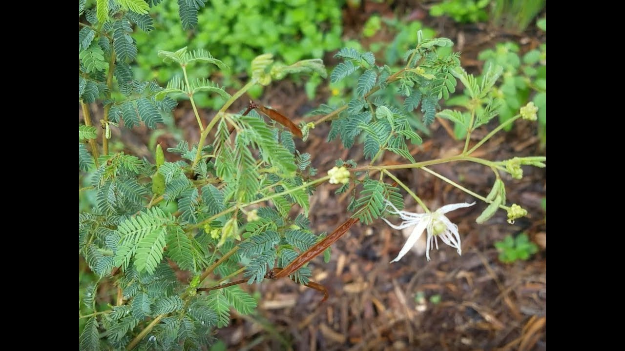 Desmanthus - Bundleflower