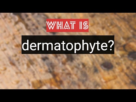 What is dermatophyte?