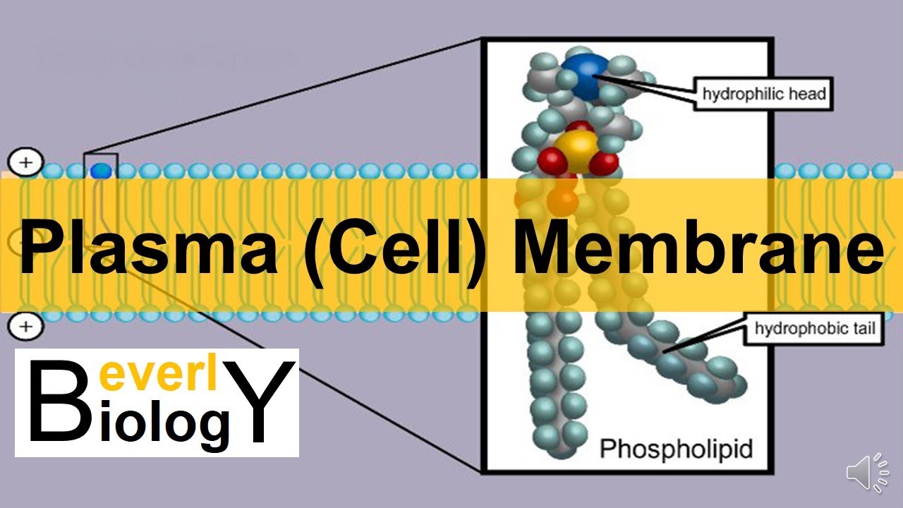 Plasma membrane / Cell Membrane (updated)