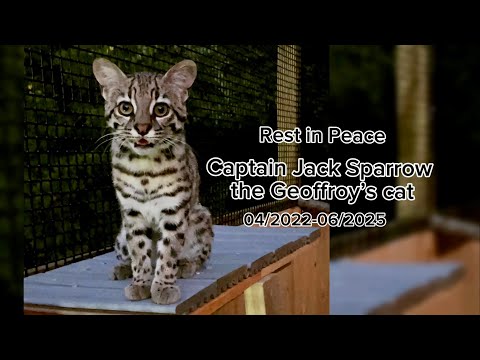 Celebrating the Life of Jack of Geoffroy’s Cat