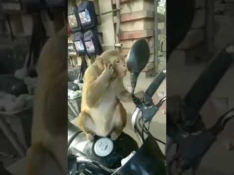 When monkey see mirror #shorts