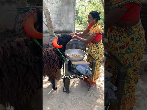 Karnataka Fighter Sheep Mental Manja❤️#viralvideo #trendingshorts #krushivahini
