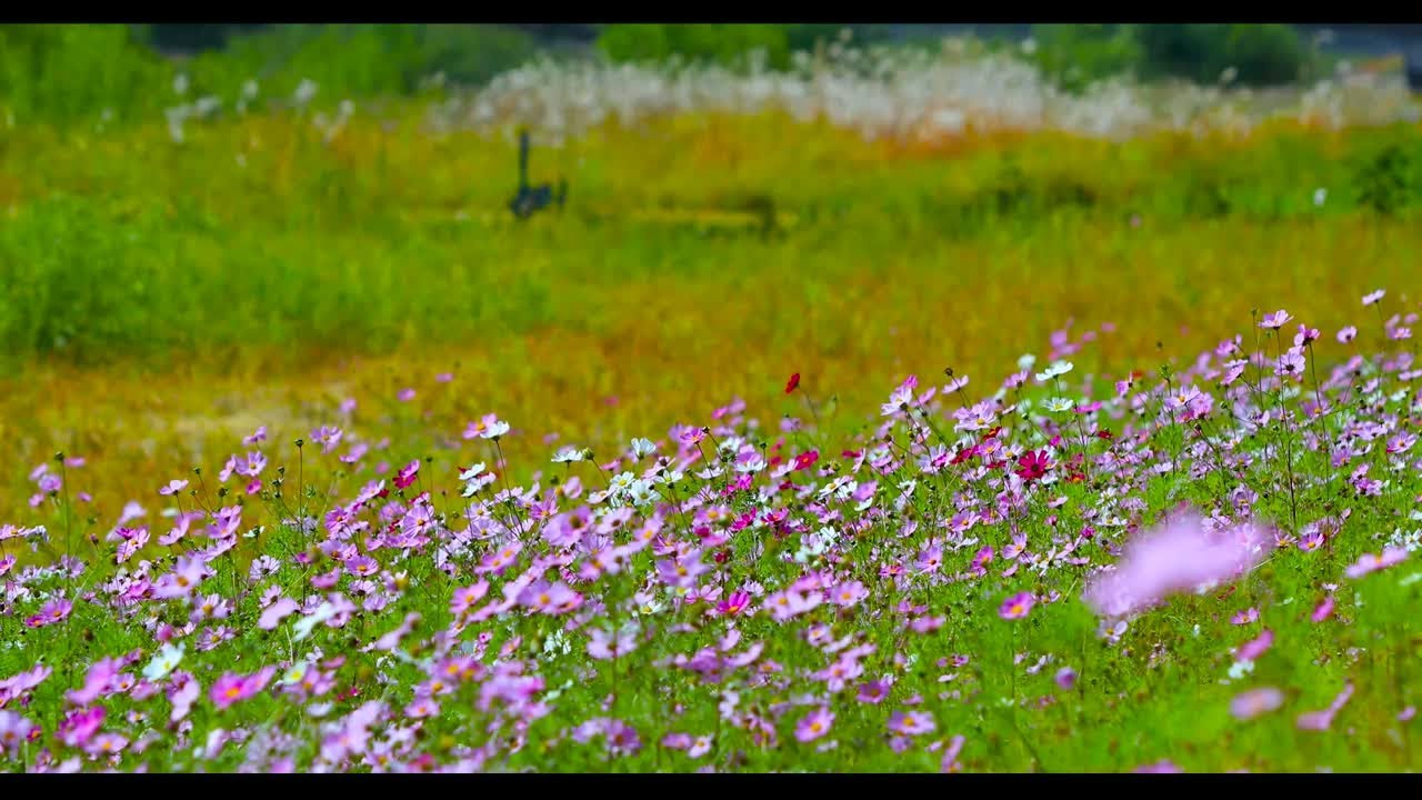 Wildflower Meadow | Living Landscape Wallpaper for TV | Spring Flowers