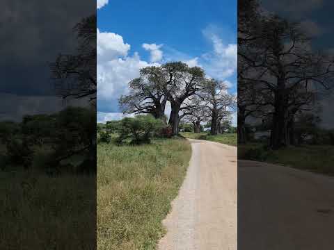 Baobab Trees in Tarangire National Park | #shorts #travel #tanzania #safari #travelvideo