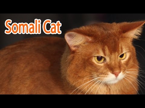 Somali Cat Breed