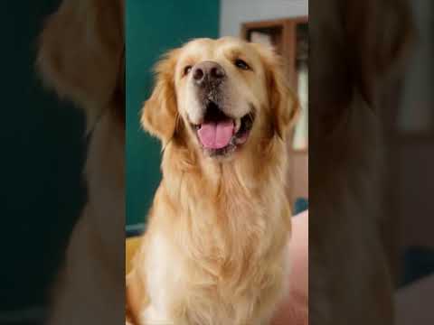 Top 10 SMARTEST Dog Breeds of 2022 | Legendary dogs #top10 #shorts #viralshorts