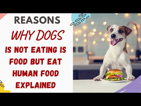 Why Is My Dog Not Eating His Food But Will Eat Human Food - Explained & Answered