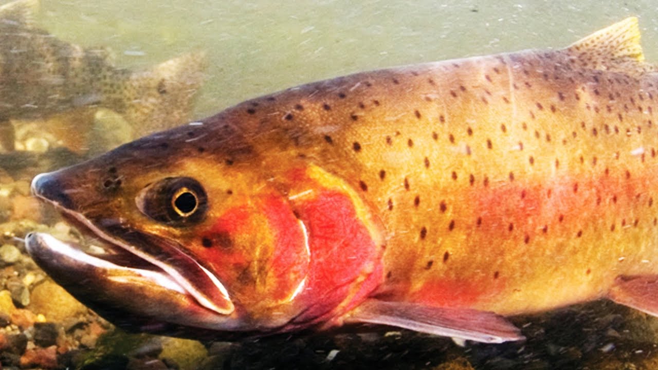 Documentaire | Cette vidéo de truite est bien trop épique