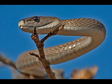 Mamba | Wikipedia audio article