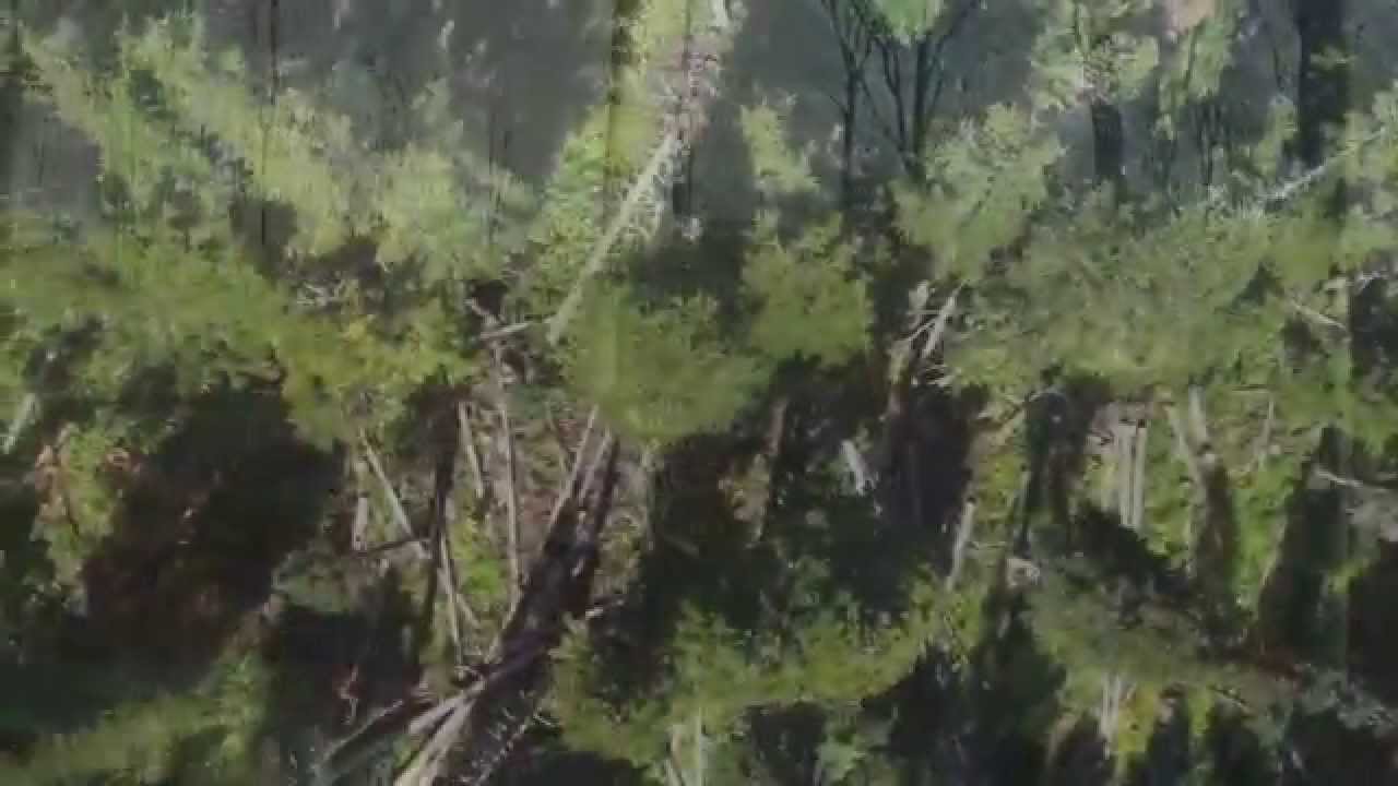 Sustainable timber: Why?