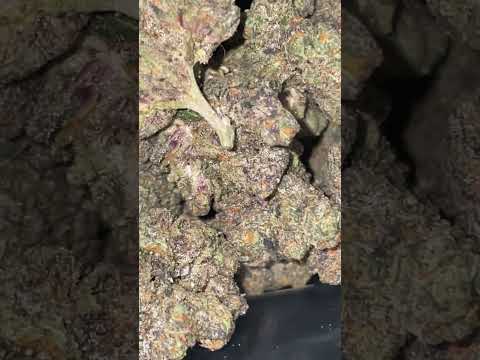 GOOFIEZ STRAIN