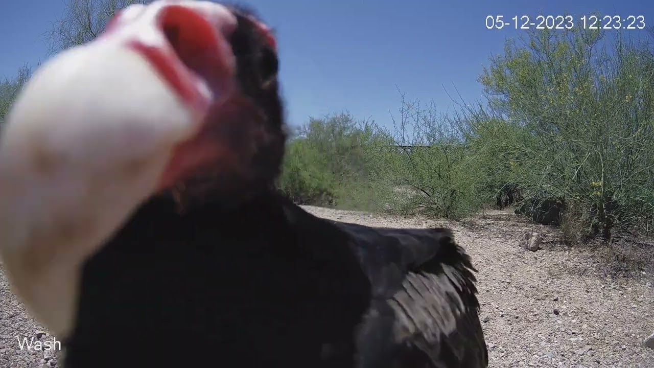 Vultures: There's One in Every Crowd