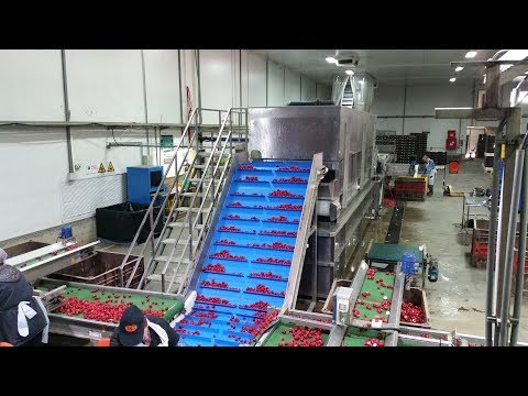Vegetable HydroCooling System | Novatec Engineering