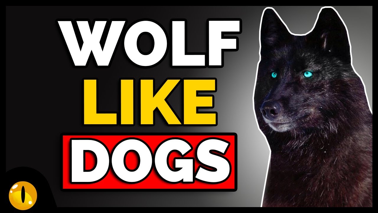 TOP 10 WOLF LIKE DOGS