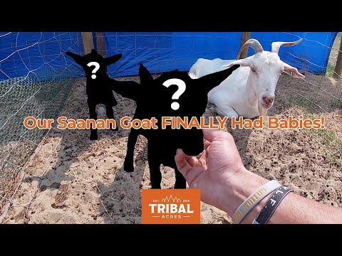 Our Saanen Goat FINALLY Had Her Babies!
