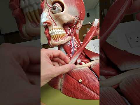 Major arteries and veins in the neck are protected by the sternocleidomastoid muscle #anatomy