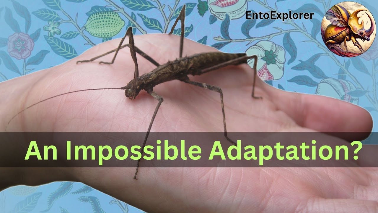 An Impossible Evolution - How Stick Insects Challenged Our Understanding
