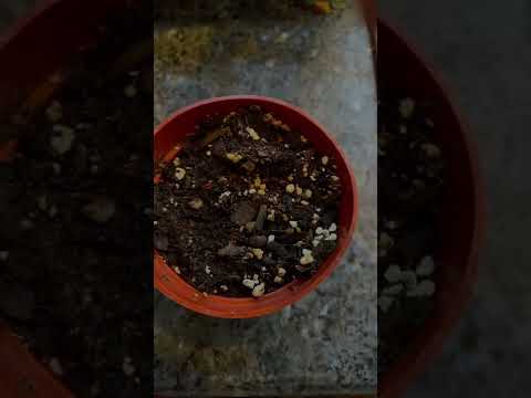 How to grow white Sage from seed