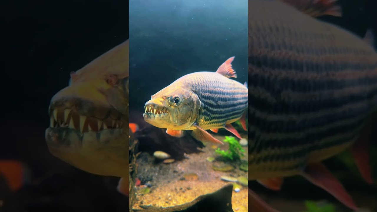 Top 5 Exotic Freshwater Predator Fish for an Aquarium