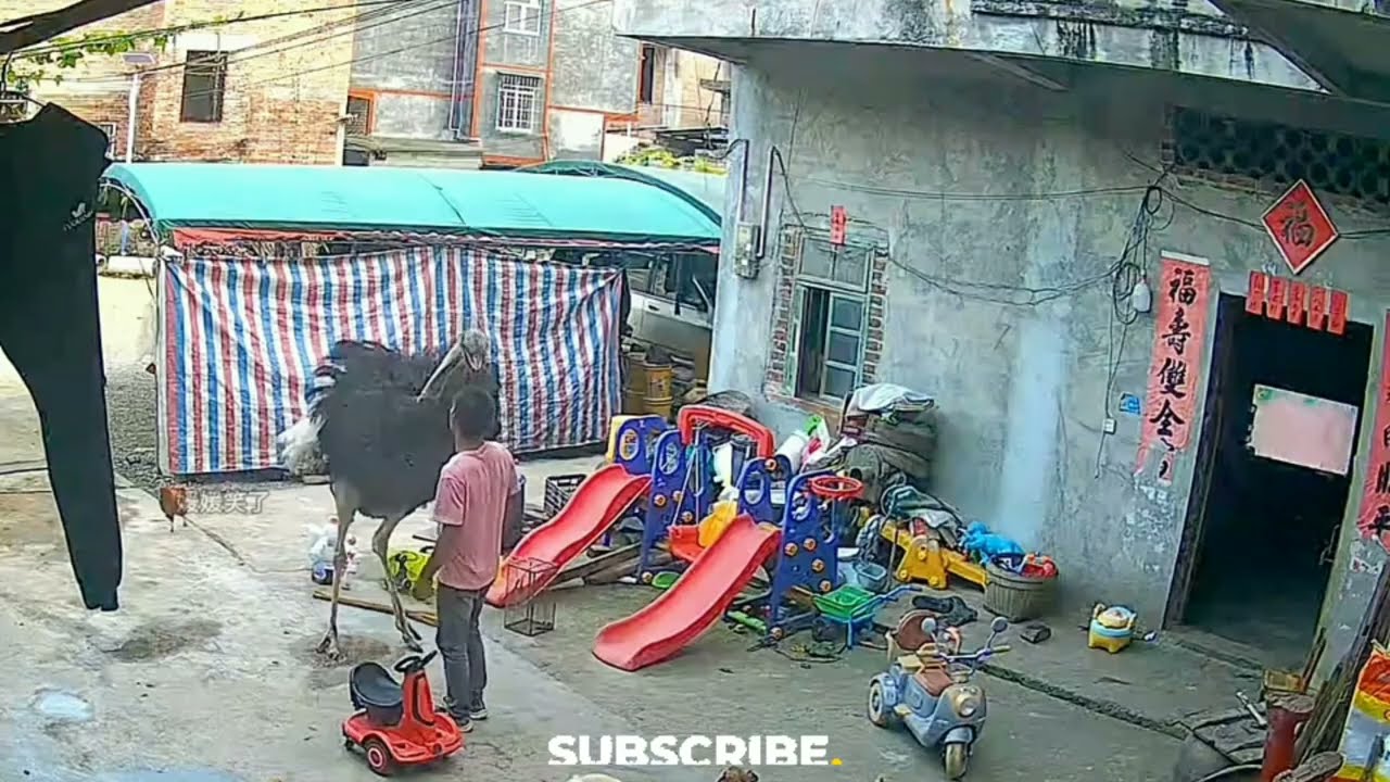 Driver braking for turtle causes multi-car accident in Florida #shorts