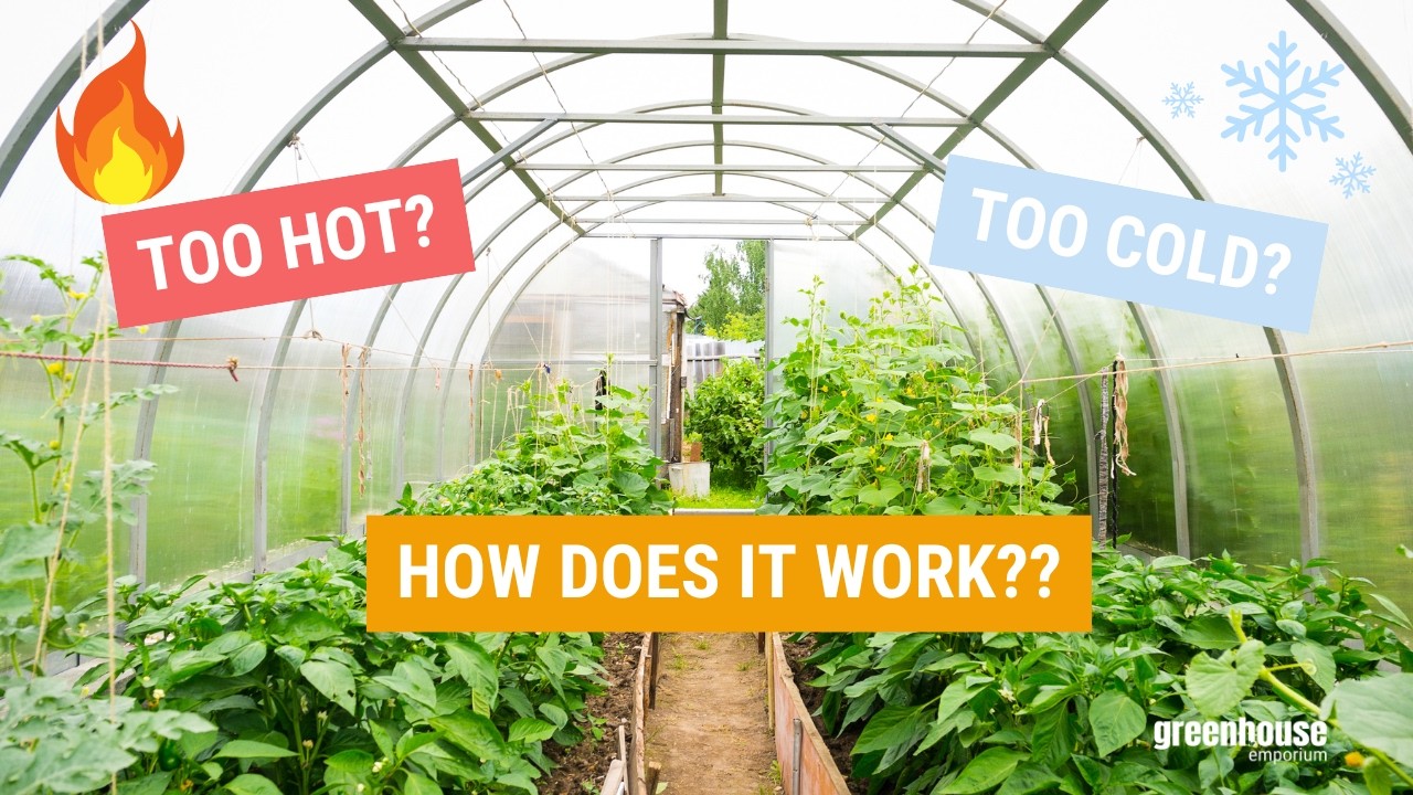 How Do Greenhouses Work? Easy Explanation!