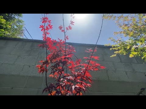 Emperor one Japanese maple in zone 10B, March to April 2022@springsprangsprung2013