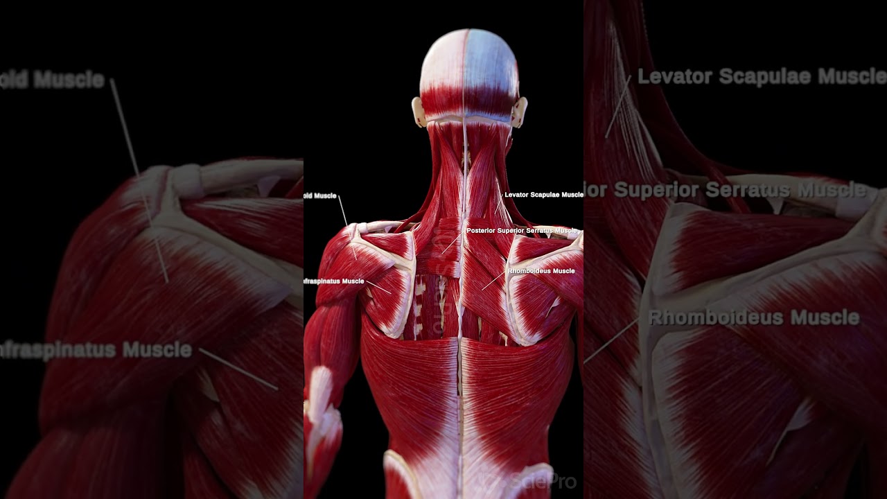 💪 Unveiling the Back Muscles 💪 #anatomy