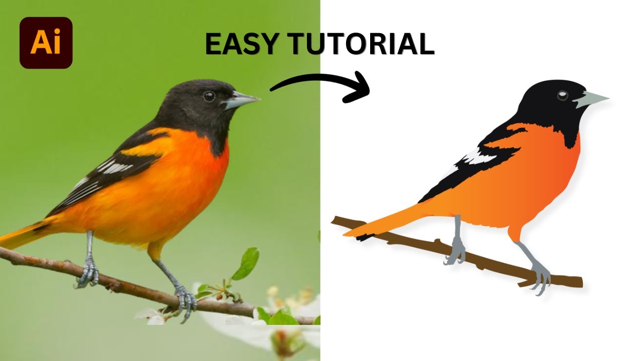 Adobe Illustrator Tutorial - How to Draw Oriole Bird Vector Illustration