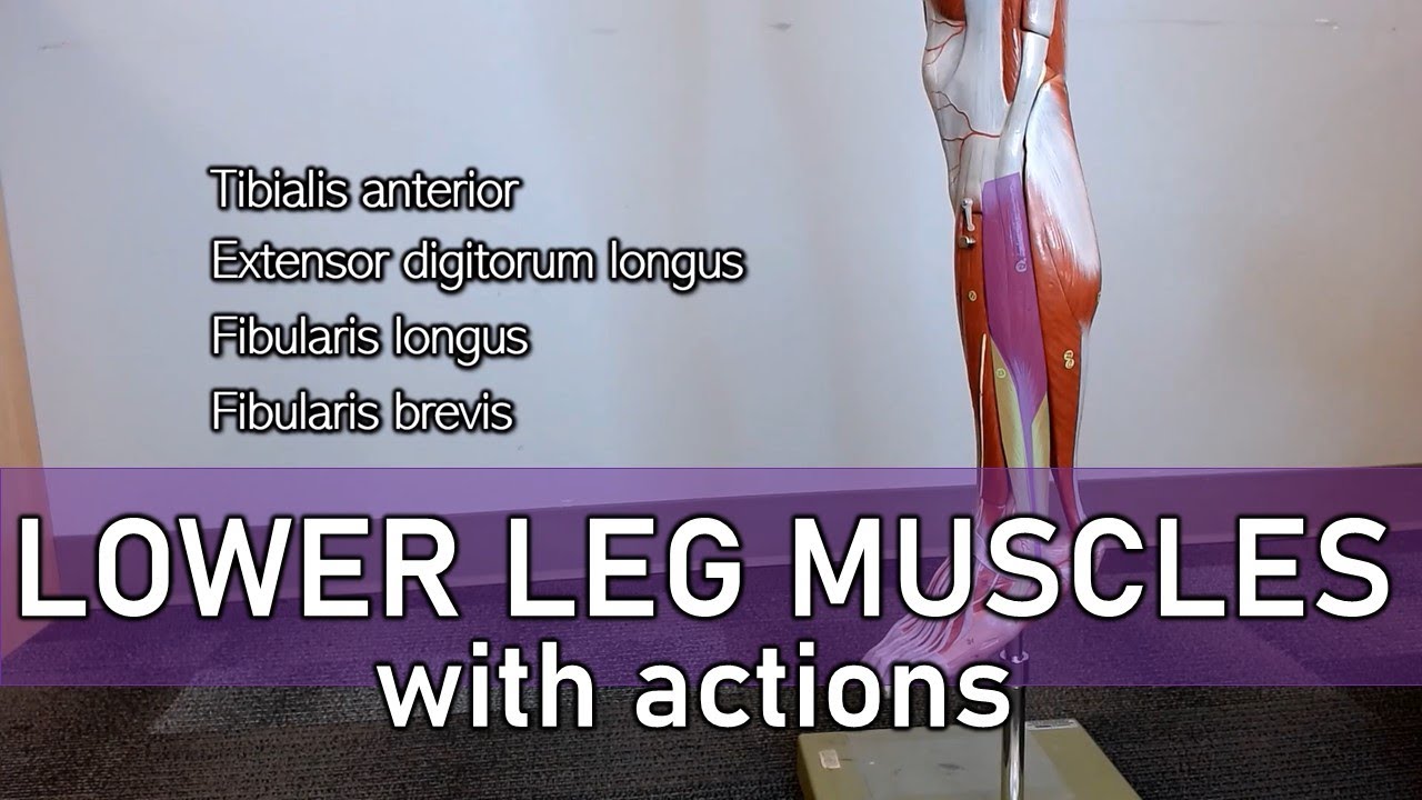 Lower Leg Muscles (with actions and labels)