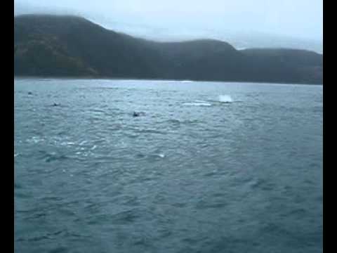 New Zealand Animals