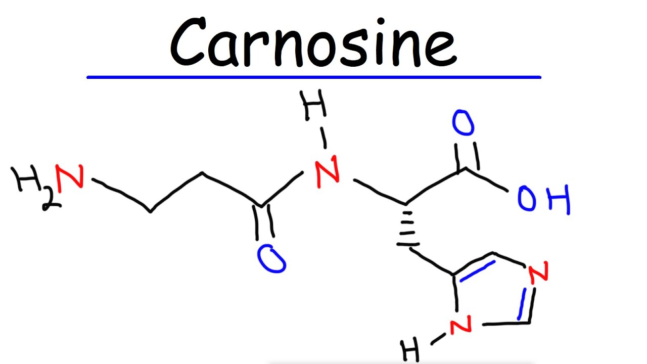 Carnosine - Histidine & Beta Alanine