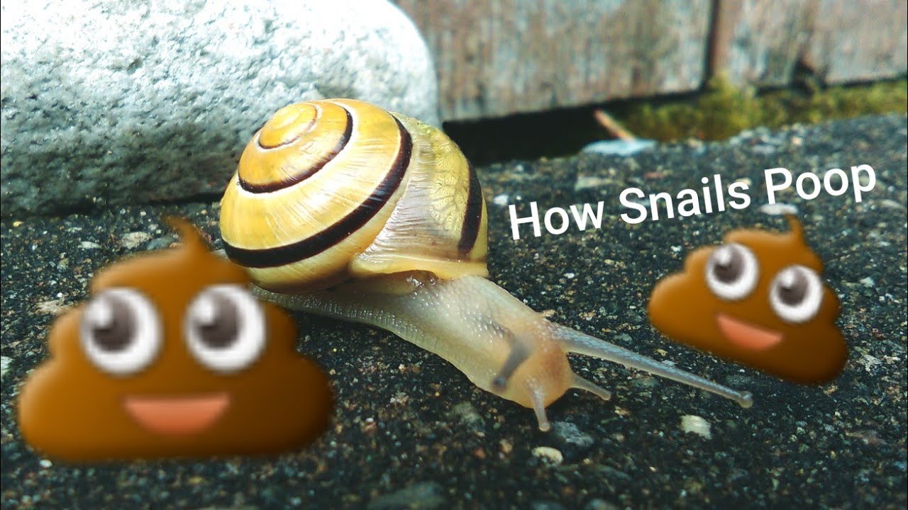 HOW SNAILS POOP