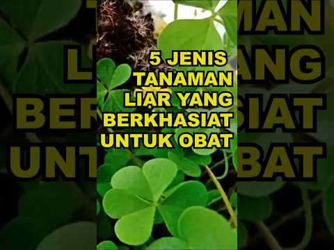 5 Jenis Tanaman Liar Yang Berkhasiat Untuk Obat #ekoazis